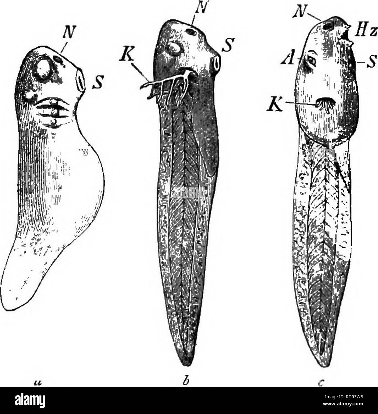 British tadpoles Black and White Stock Photos & Images - Alamy