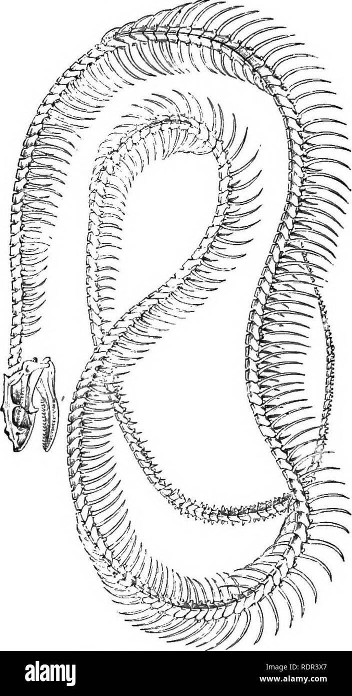 Spinal plates Black and White Stock Photos & Images - Alamy