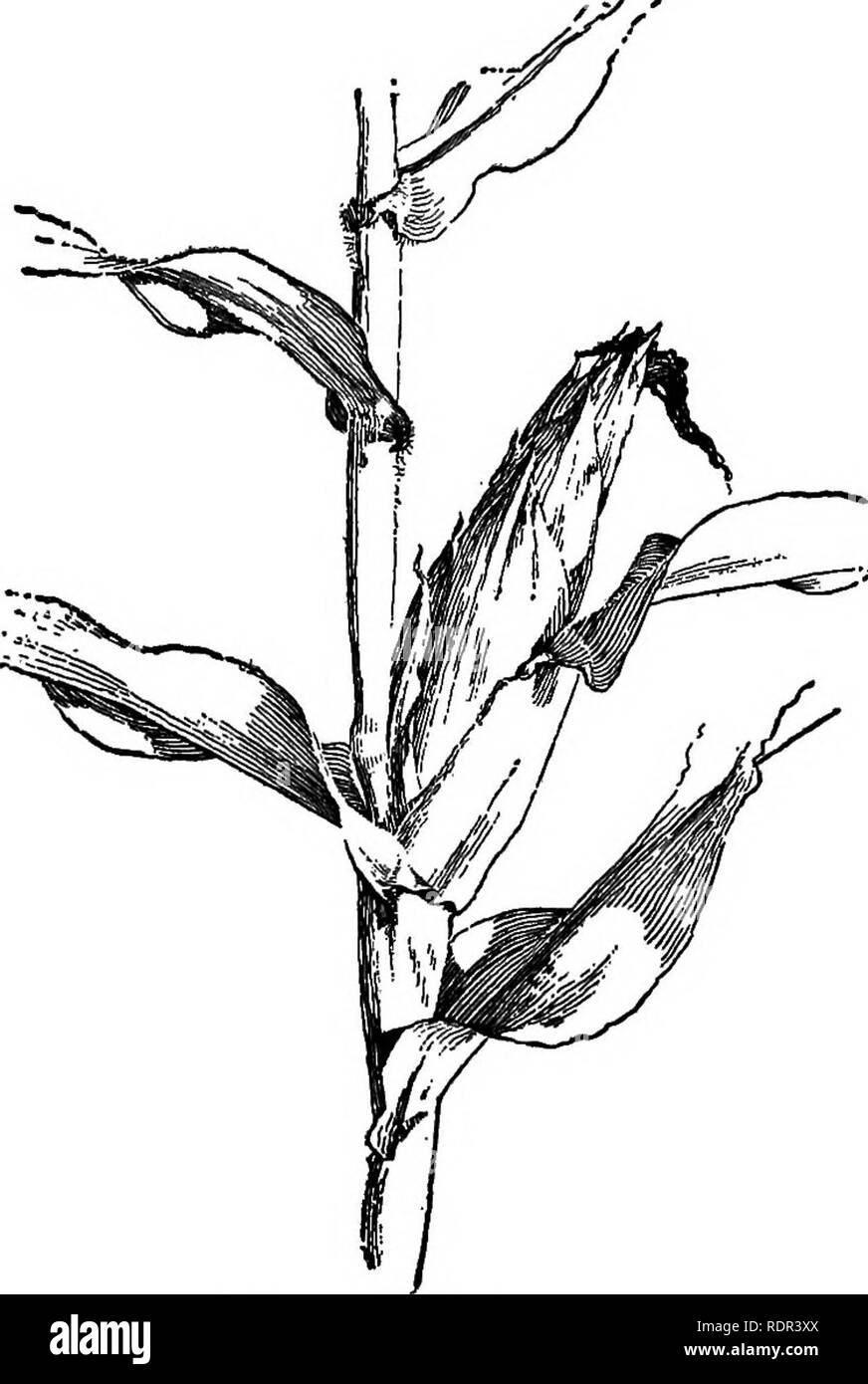 Single Crop And Multi Crop Farming