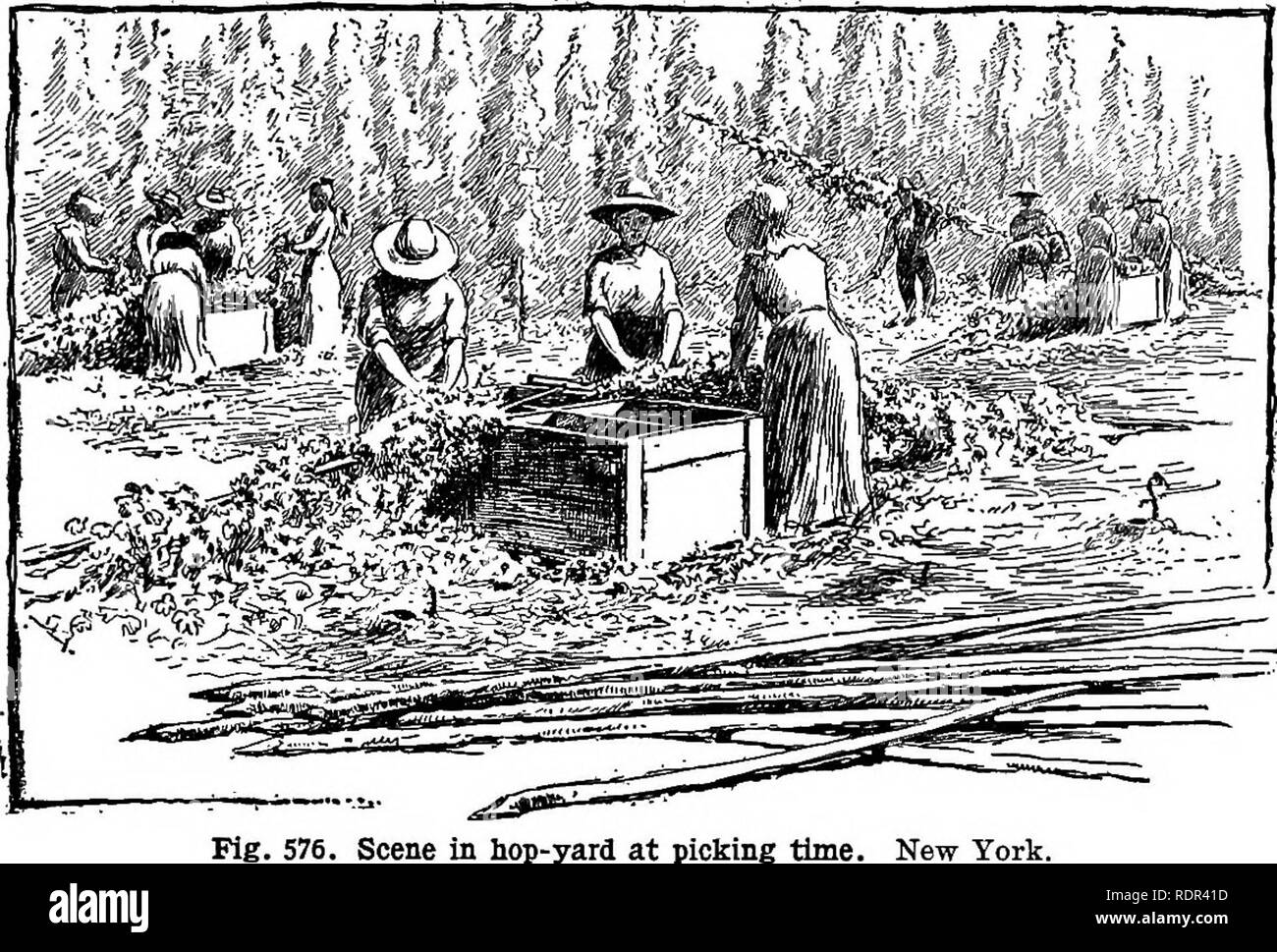 Hop picking Black and White Stock Photos & Images - Alamy