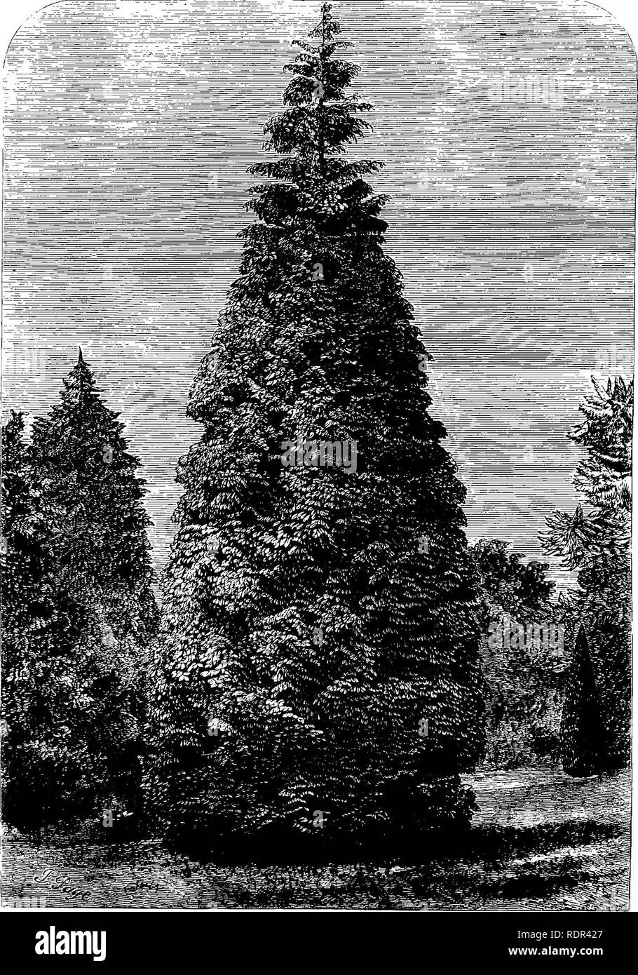 Coniferae Black and White Stock Photos & Images - Alamy