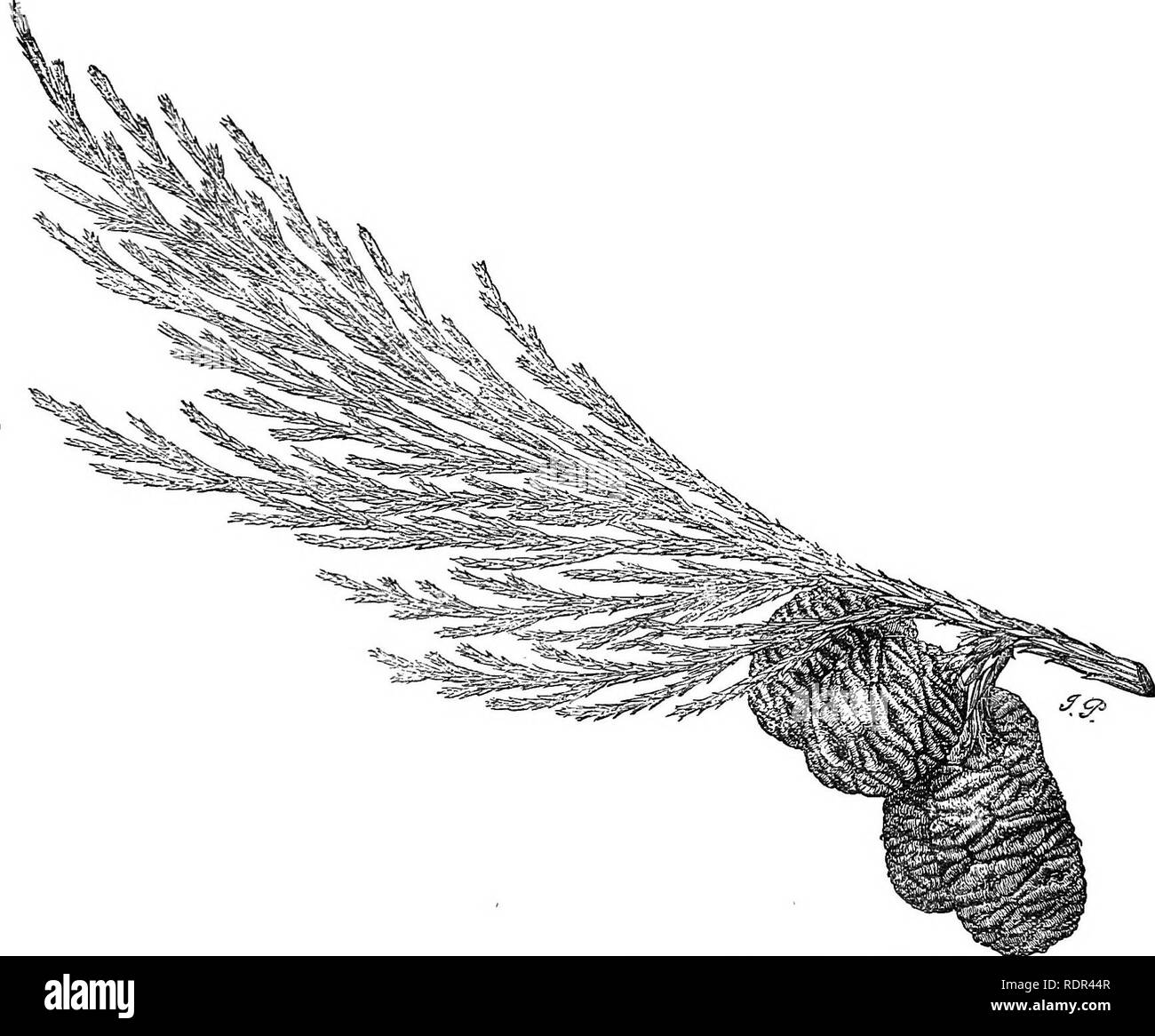 Mucronate Black and White Stock Photos & Images - Alamy