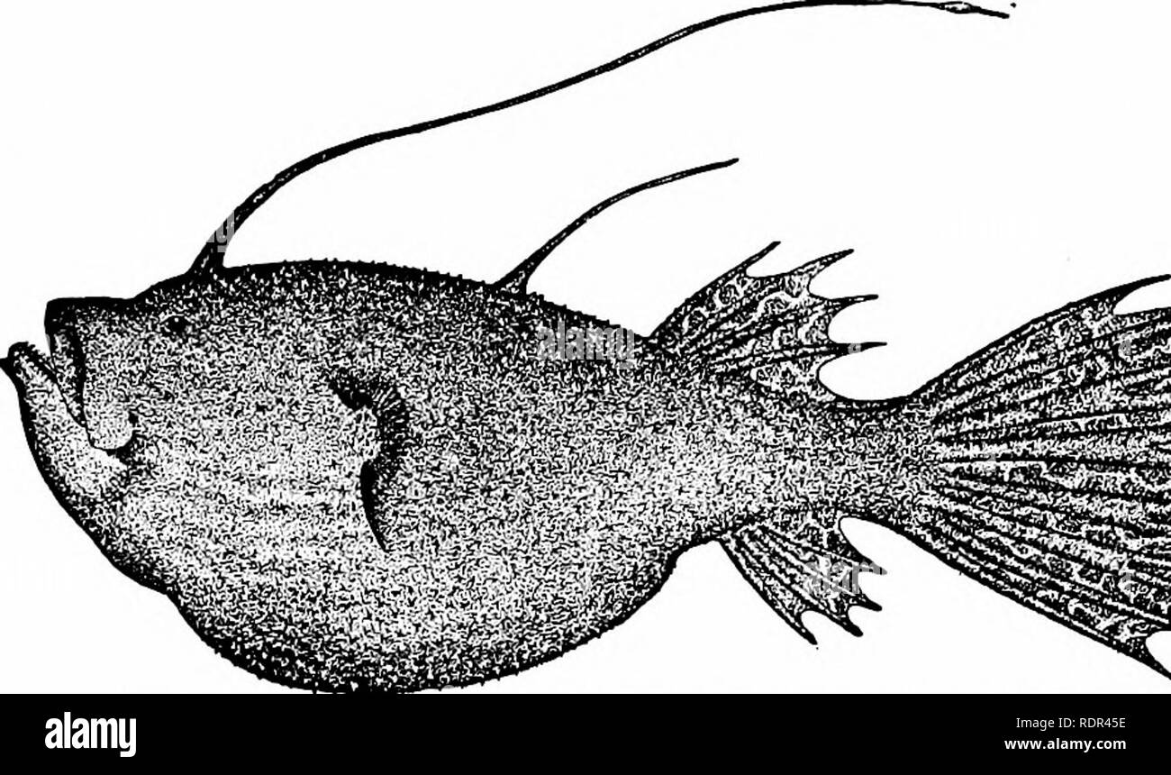 Melanocetus hi-res stock photography and images - Alamy