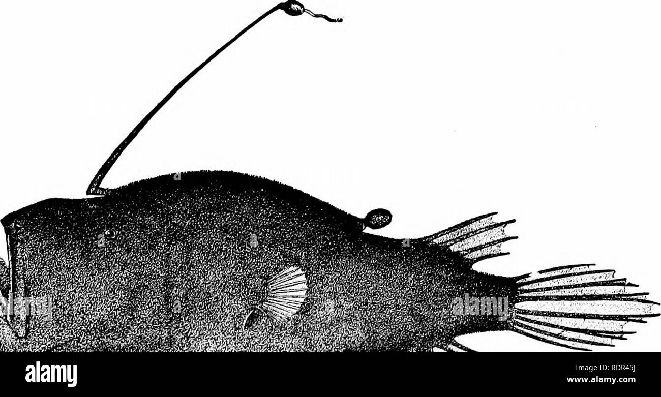 . Fishes. Fishes. 75Â° Order Pediculati: The Anglers The genus Lophius ...