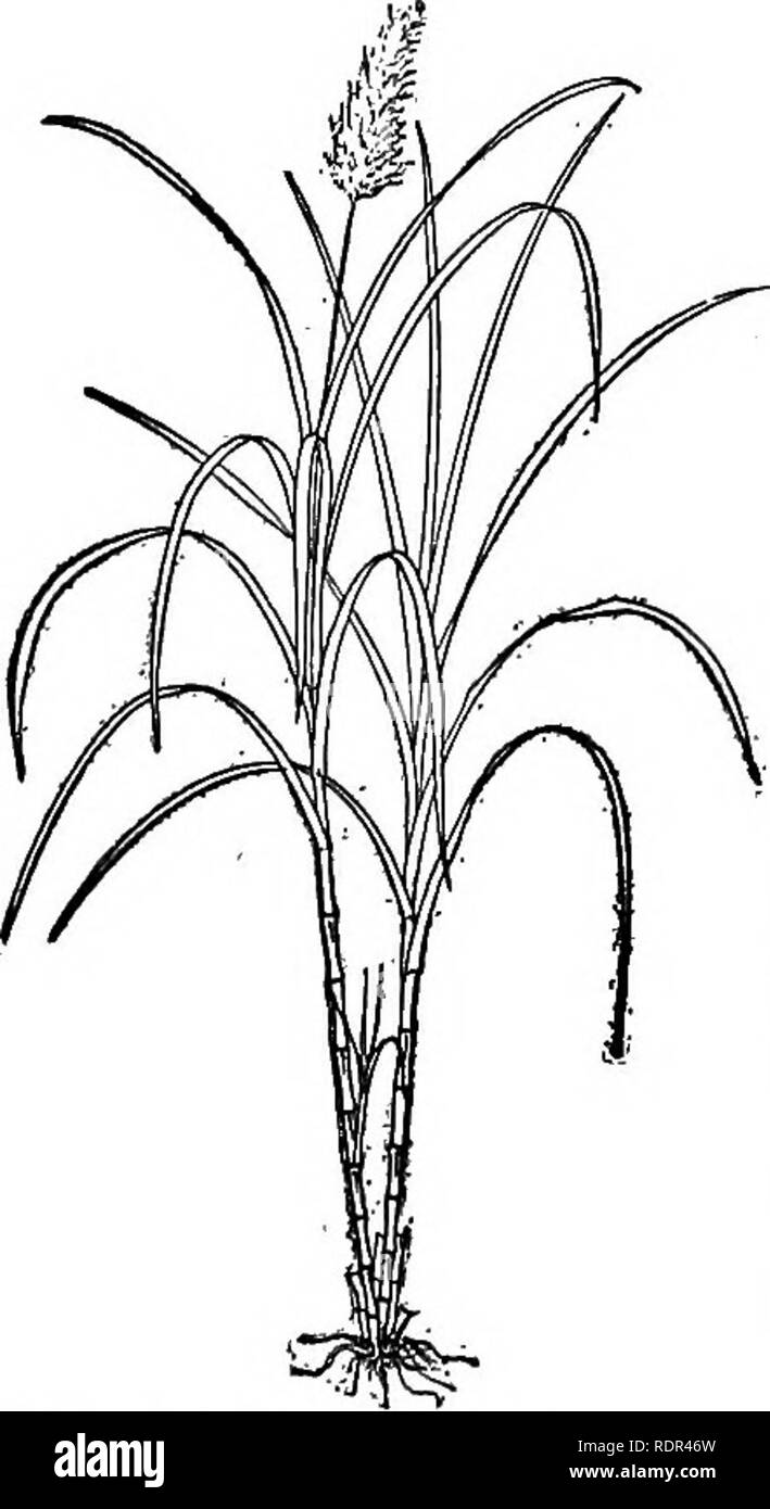 Farm Crops Drawing