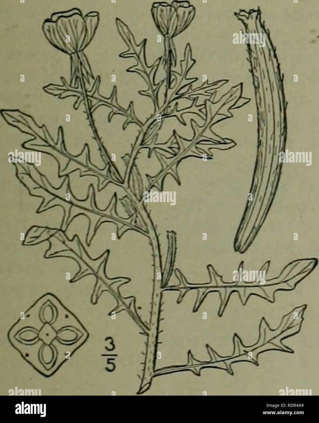 Lanceolate to oblanceolate leaves hi-res stock photography and images ...