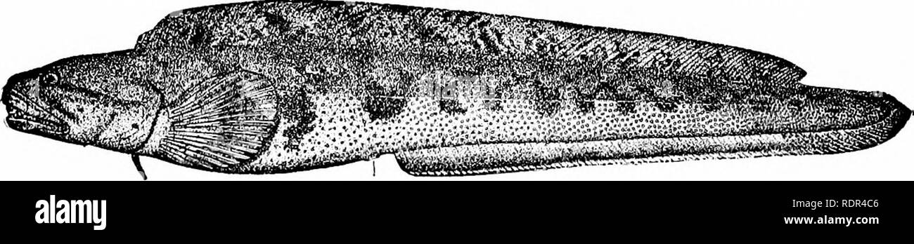 Anarrhichthys ocellatus hi-res stock photography and images - Alamy