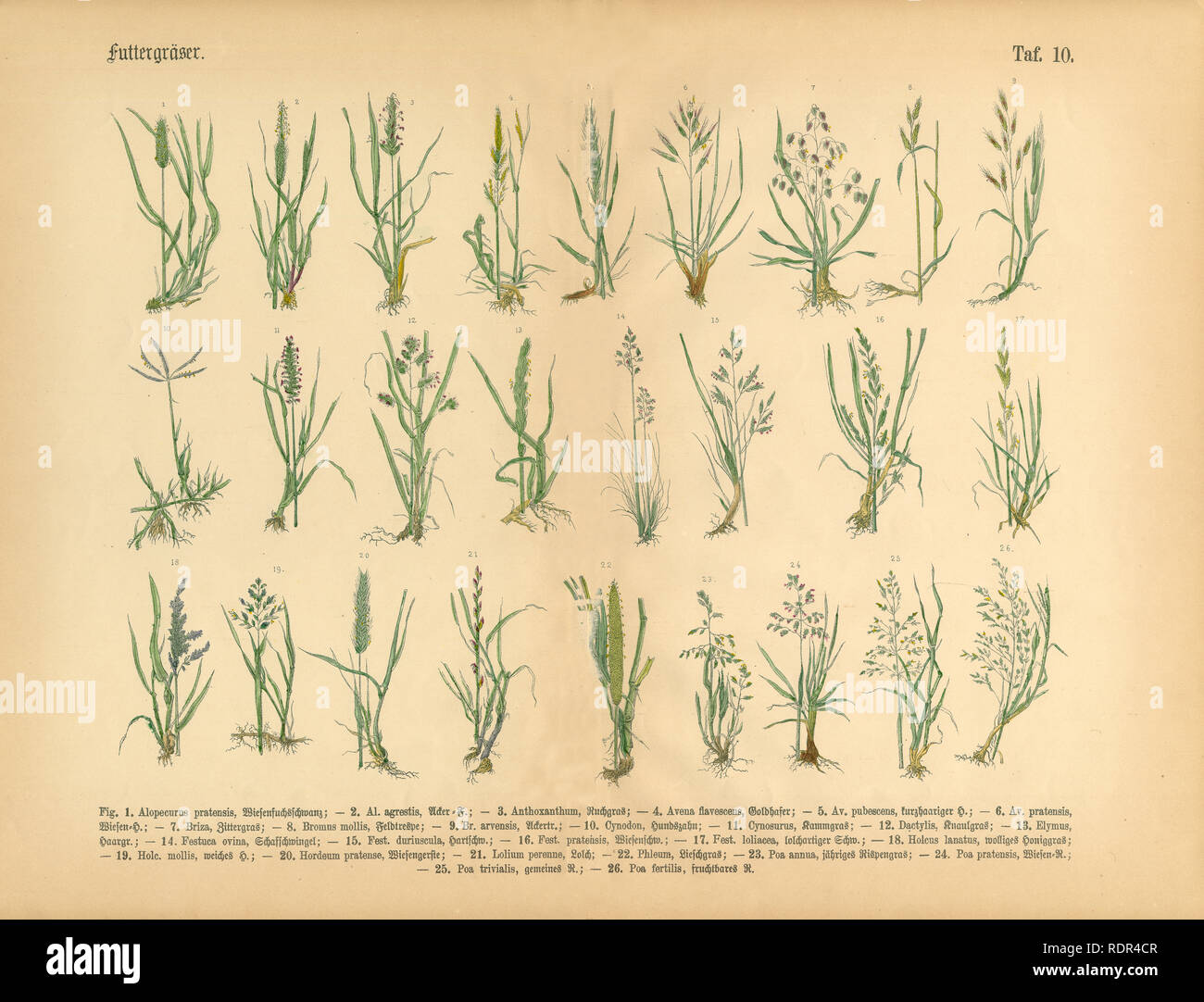 Forage Grasses, Victorian Botanical Illustration Stock Photo - Alamy