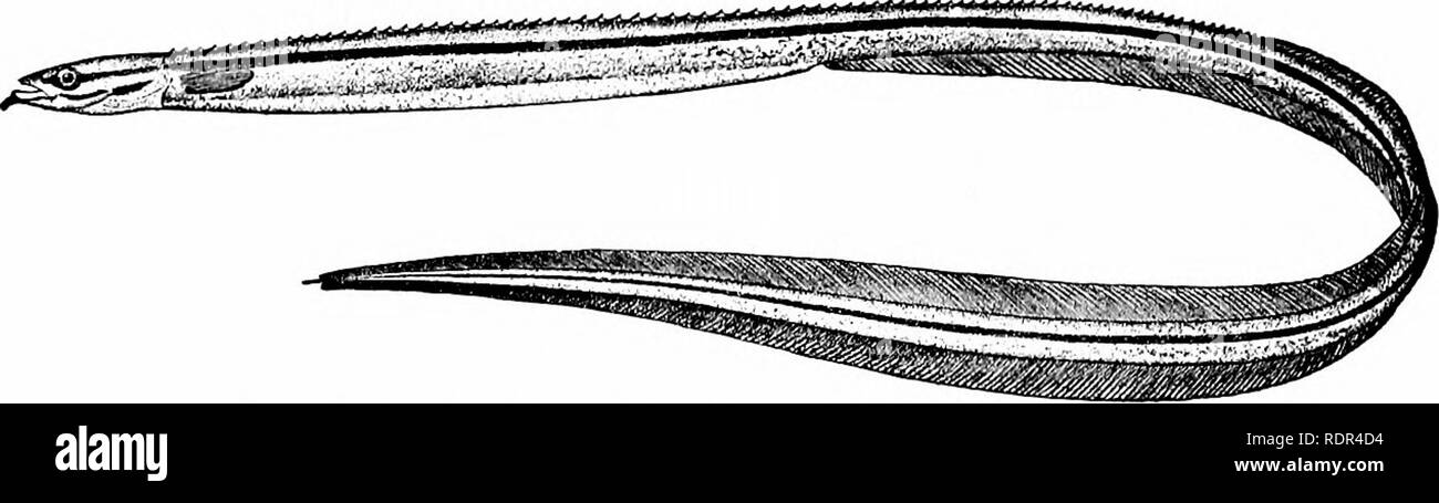 Long caudal fin Black and White Stock Photos & Images - Alamy