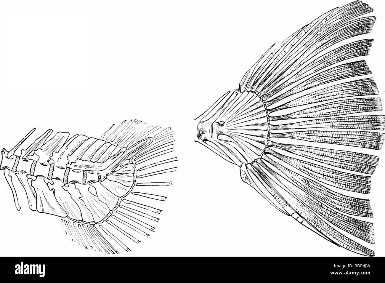 Intermediate flounder hi-res stock photography and images - Alamy