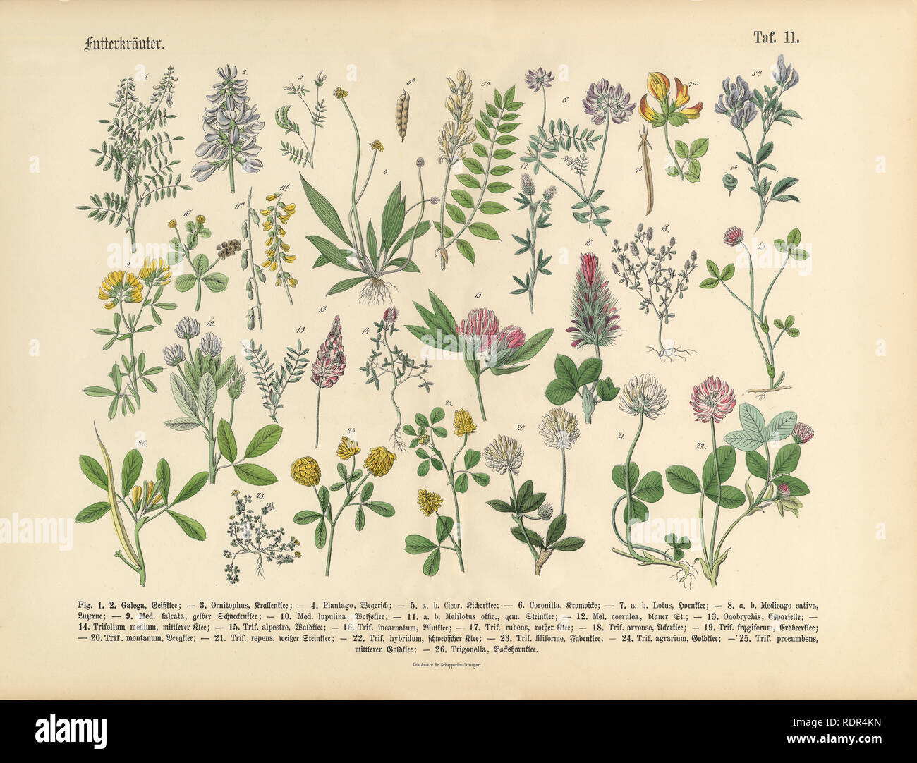 Herbs and Spice, Victorian Botanical Illustration Stock Photo - Alamy