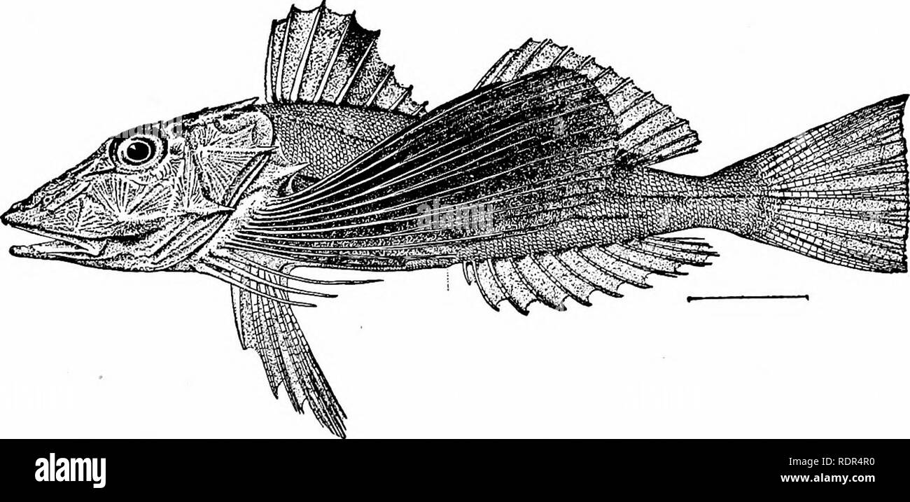 . Fishes. Fishes. Pareioplitas, or Mailed-cheek Fishes 667 Suborder ...