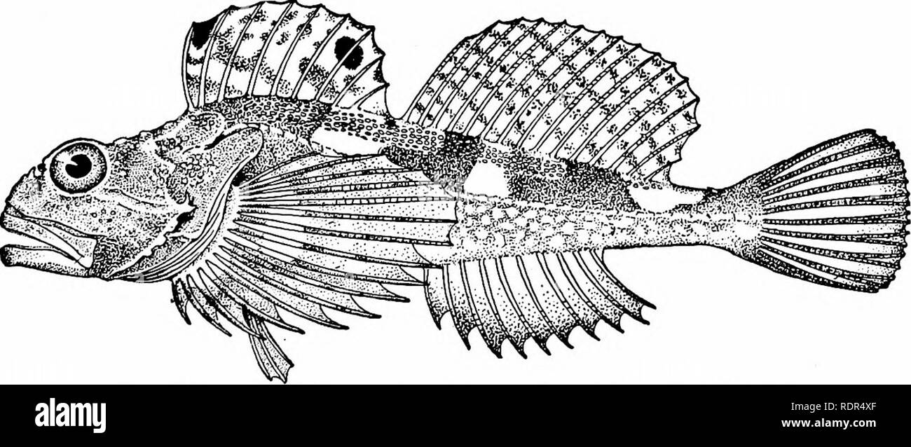 Ophiodon Elongatus High Resolution Stock Photography and Images - Alamy