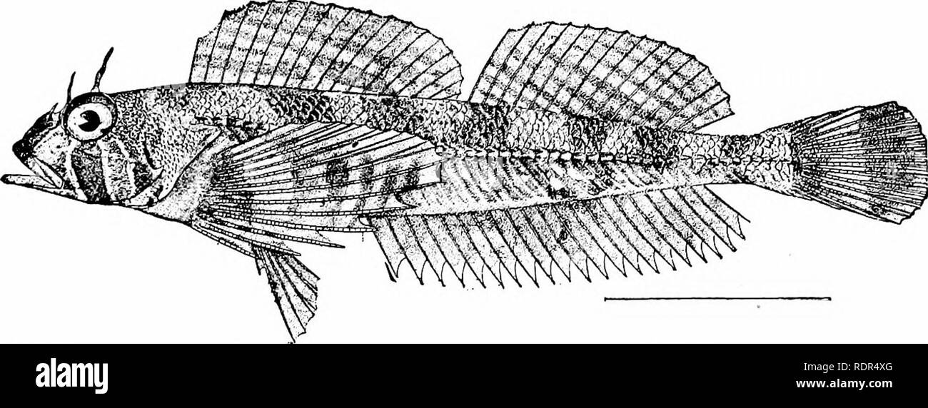 Cottid sculpin fish hi-res stock photography and images - Alamy