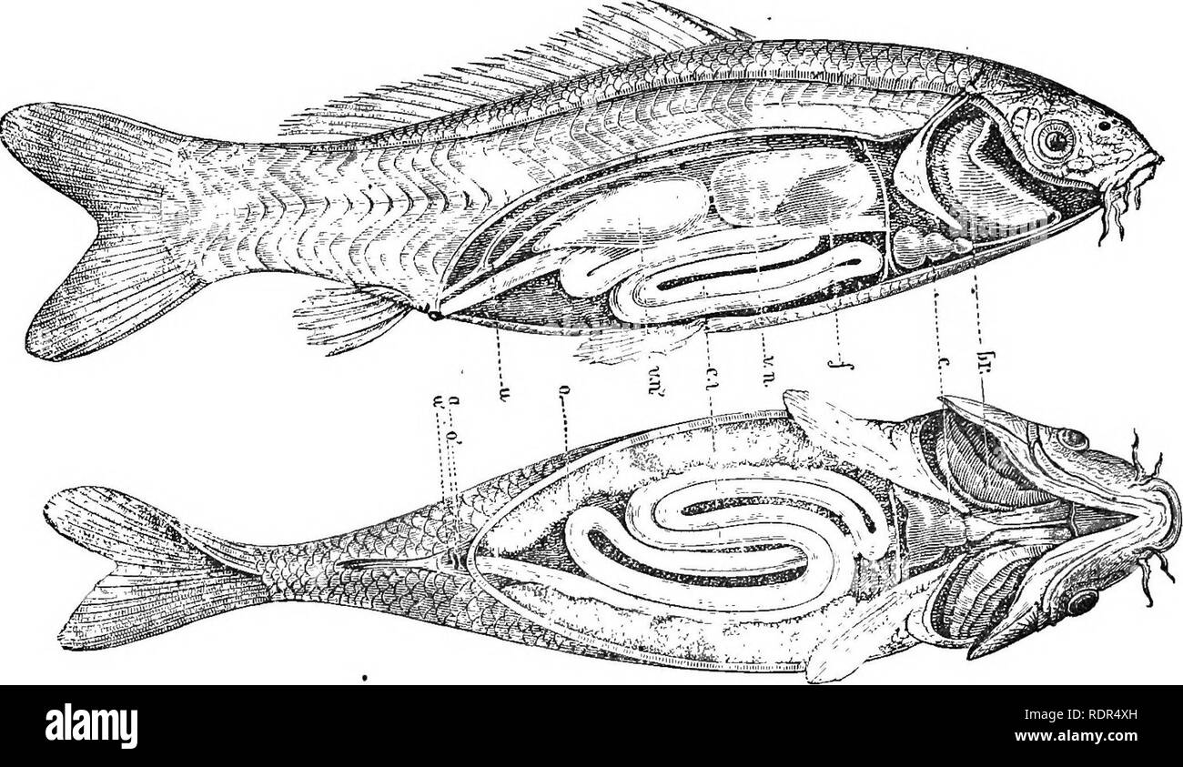 . The fishes of Great Britain and Ireland. Fishes; Fishes. MUSCULAR AND ...