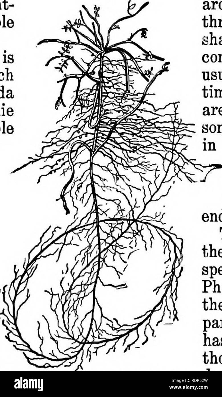 Mammoth farms hi-res stock photography and images - Alamy
