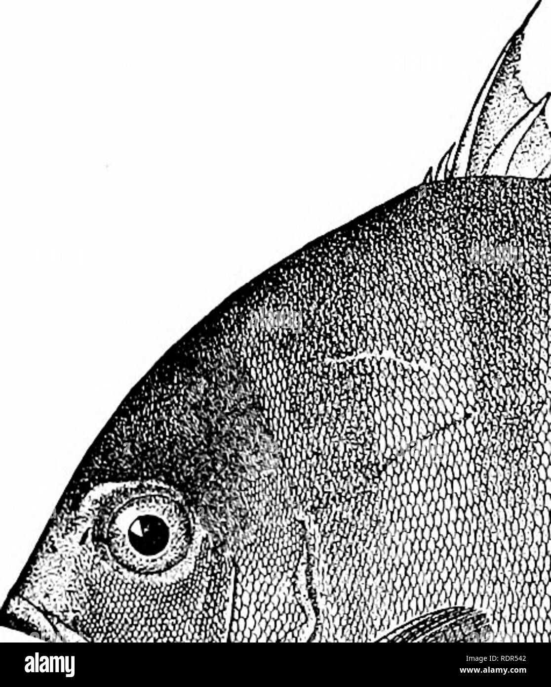 Fossil fish scales Black and White Stock Photos & Images - Alamy