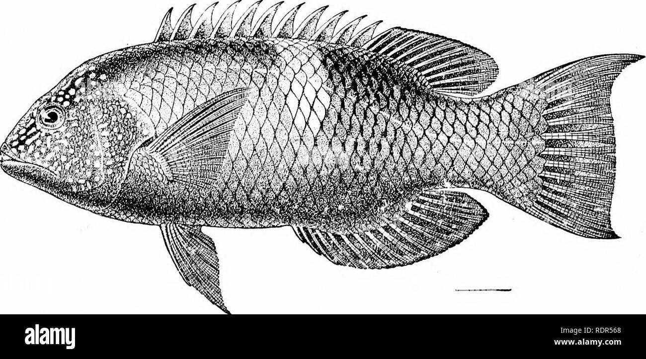 Indian redfish Black and White Stock Photos & Images - Alamy