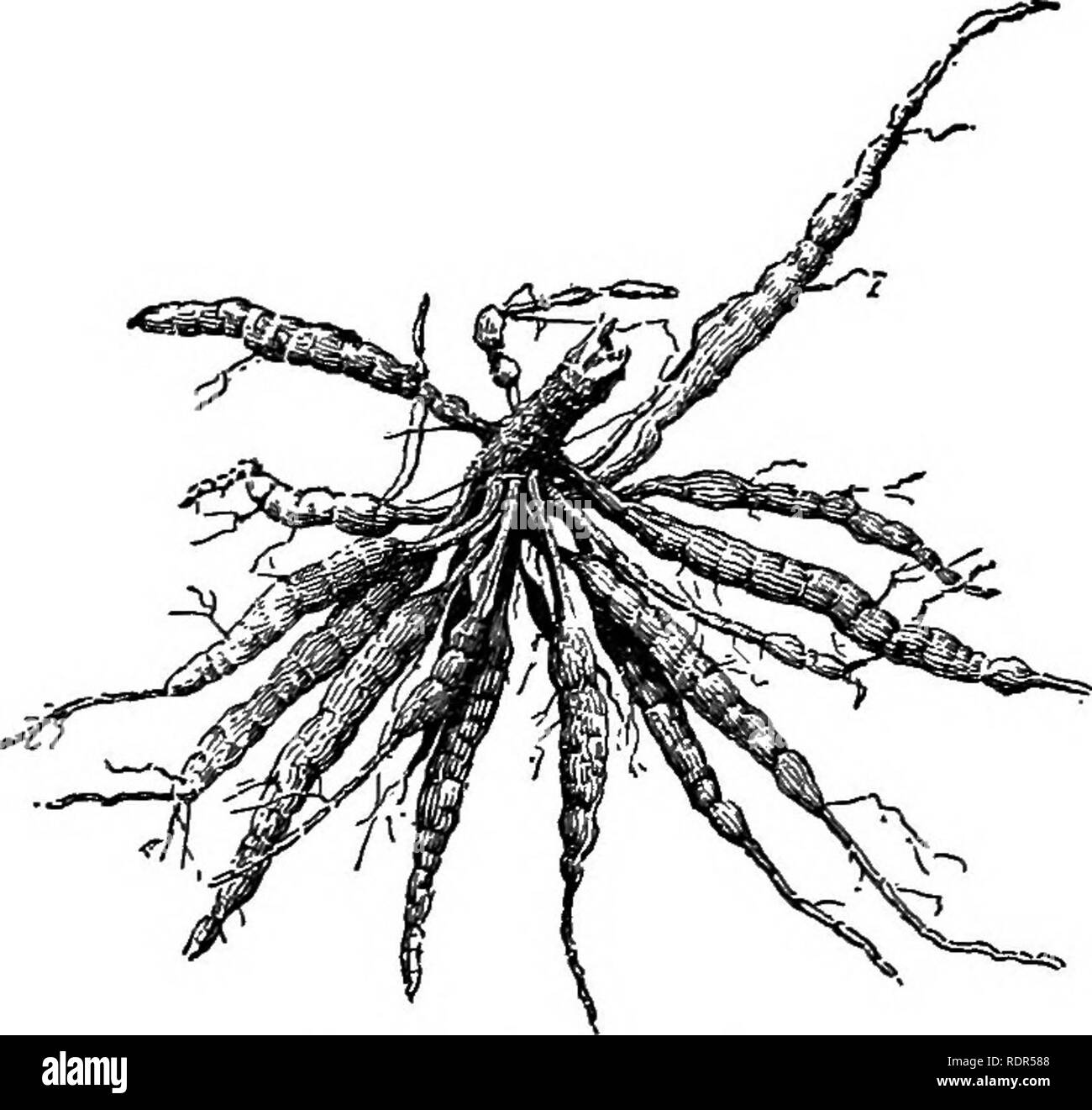 Cassava crop Black and White Stock Photos & Images - Alamy