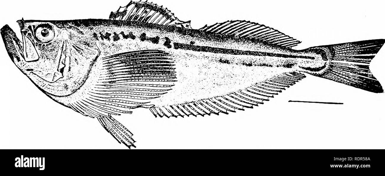 Dr fishes Cut Out Stock Images & Pictures - Alamy