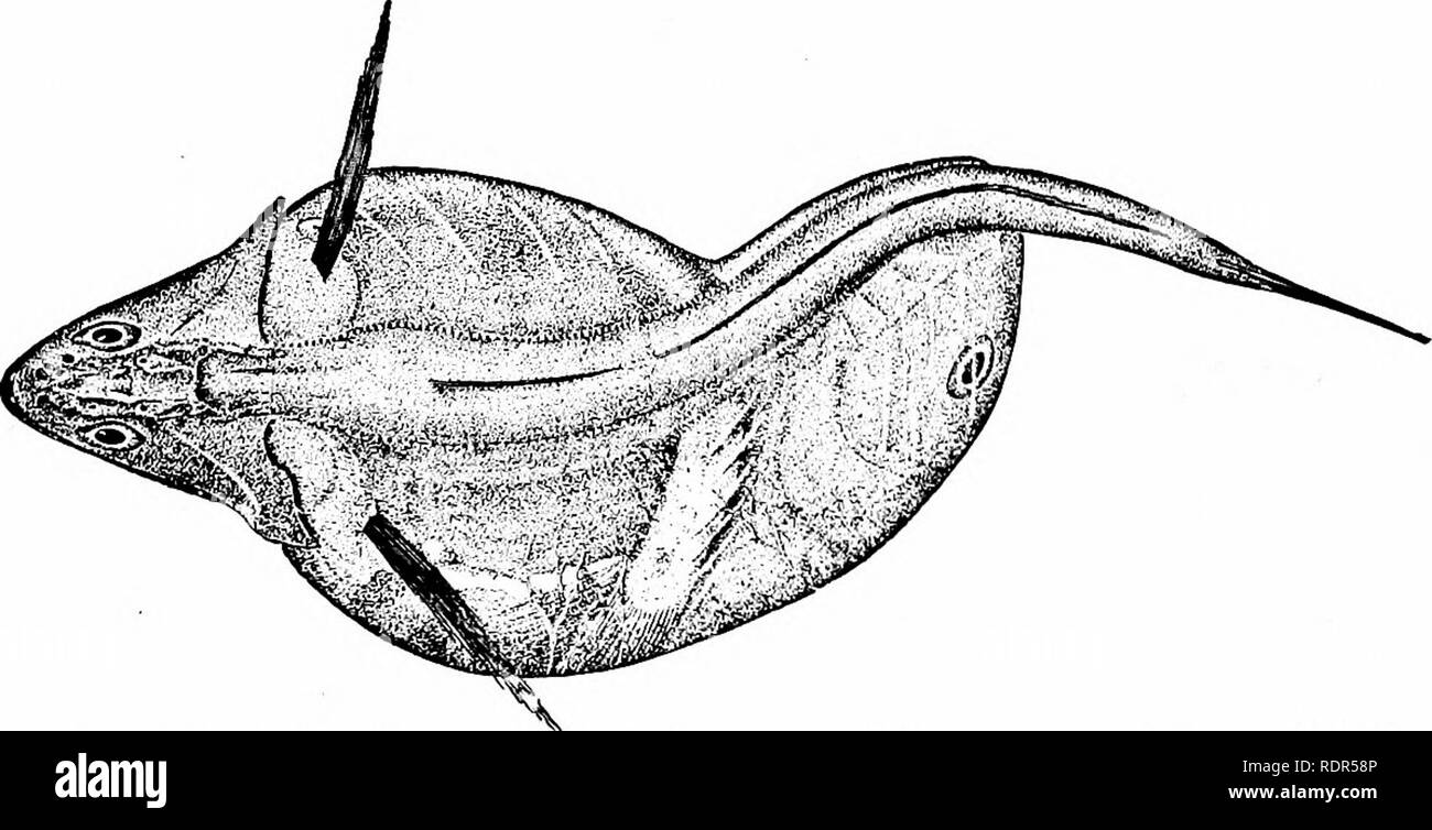 Thoracic fishes Black and White Stock Photos & Images - Alamy