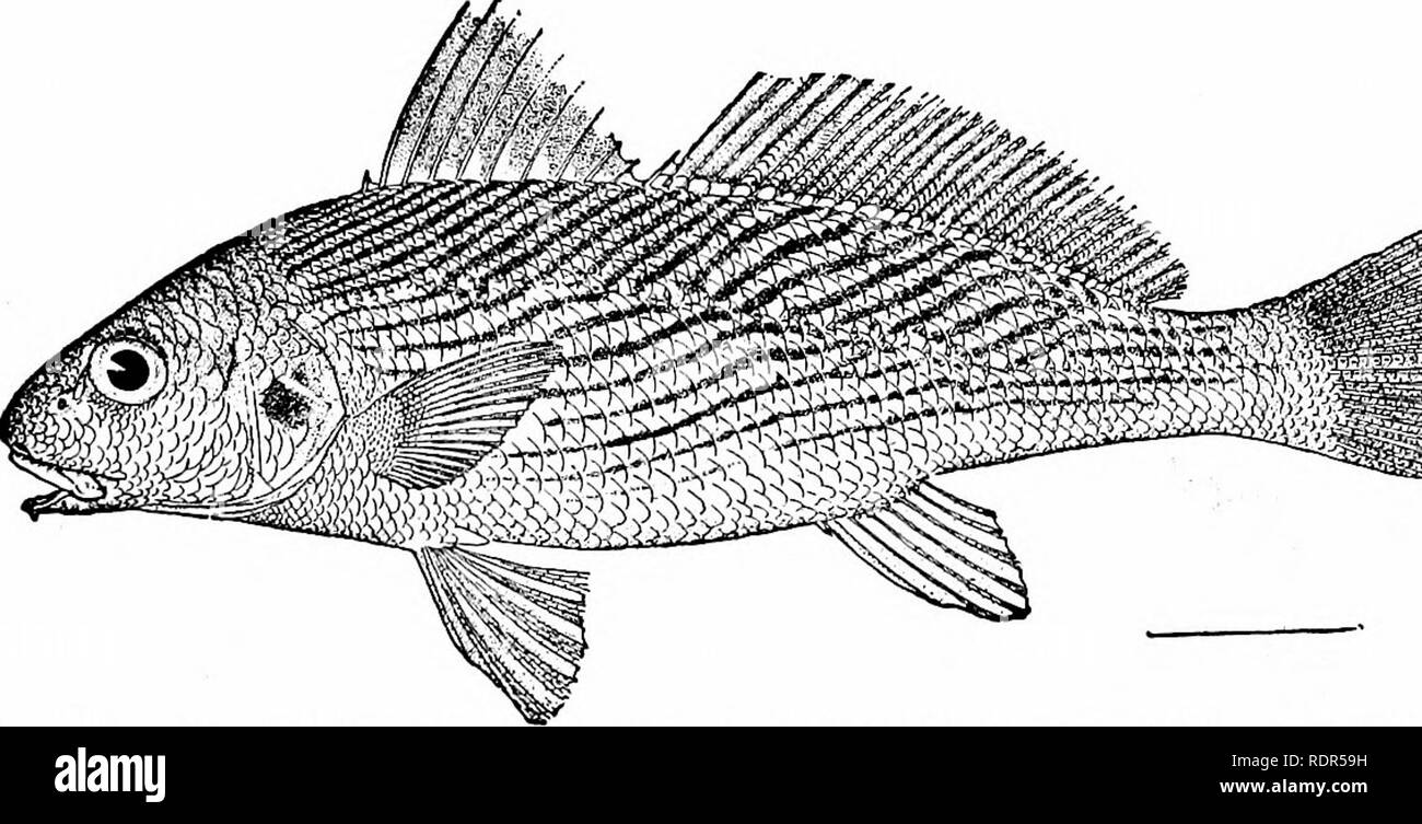 Menticirrhus americanus hi-res stock photography and images - Alamy