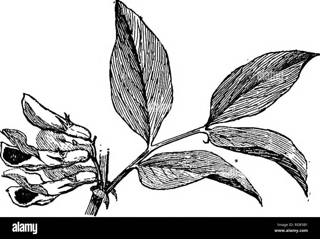 Crops destroyed Cut Out Stock Images & Pictures - Alamy