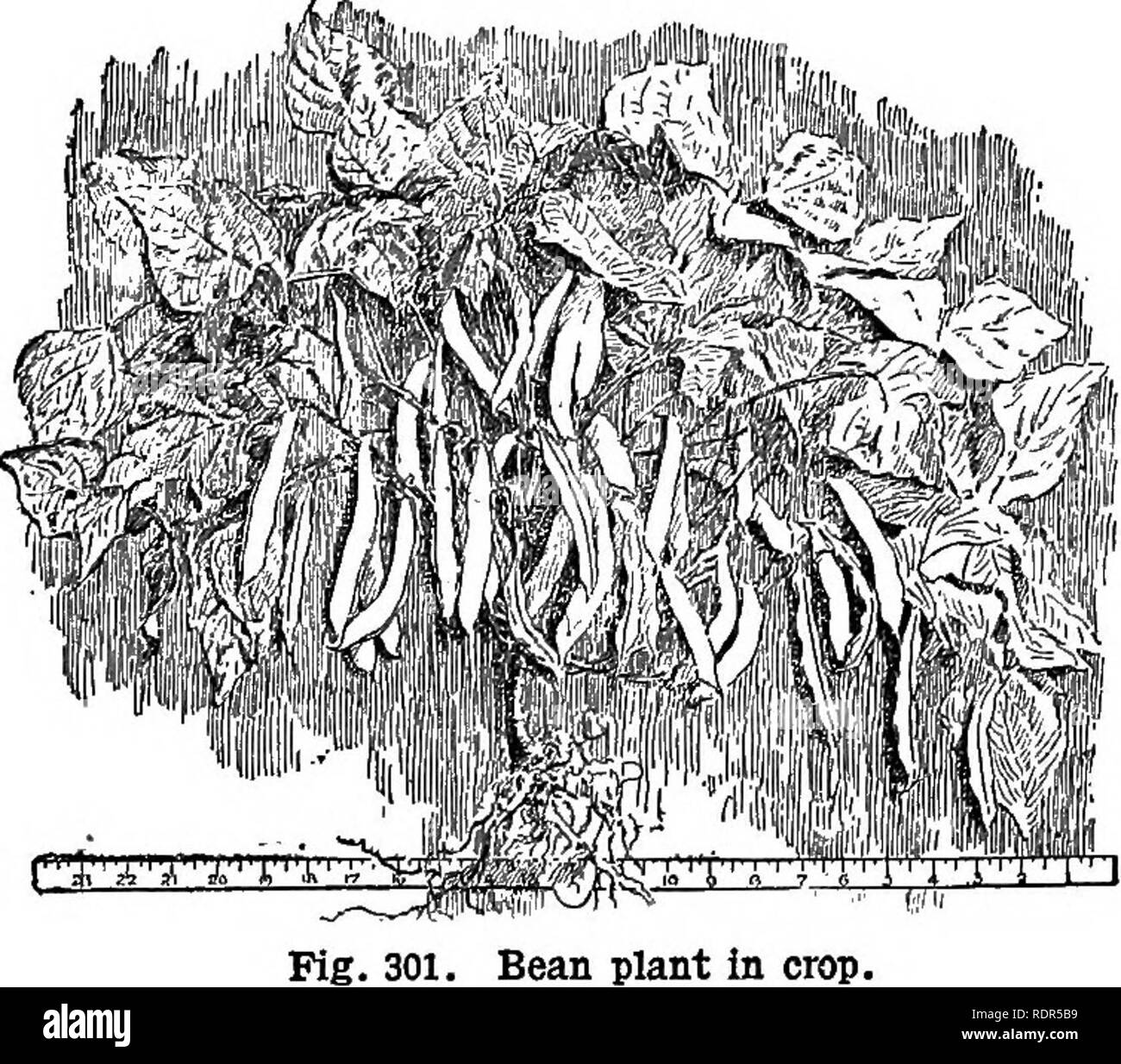 Dead beans Black and White Stock Photos & Images - Alamy