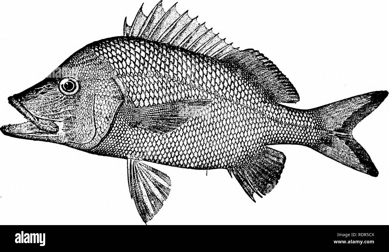 Dentex fish Black and White Stock Photos & Images - Alamy