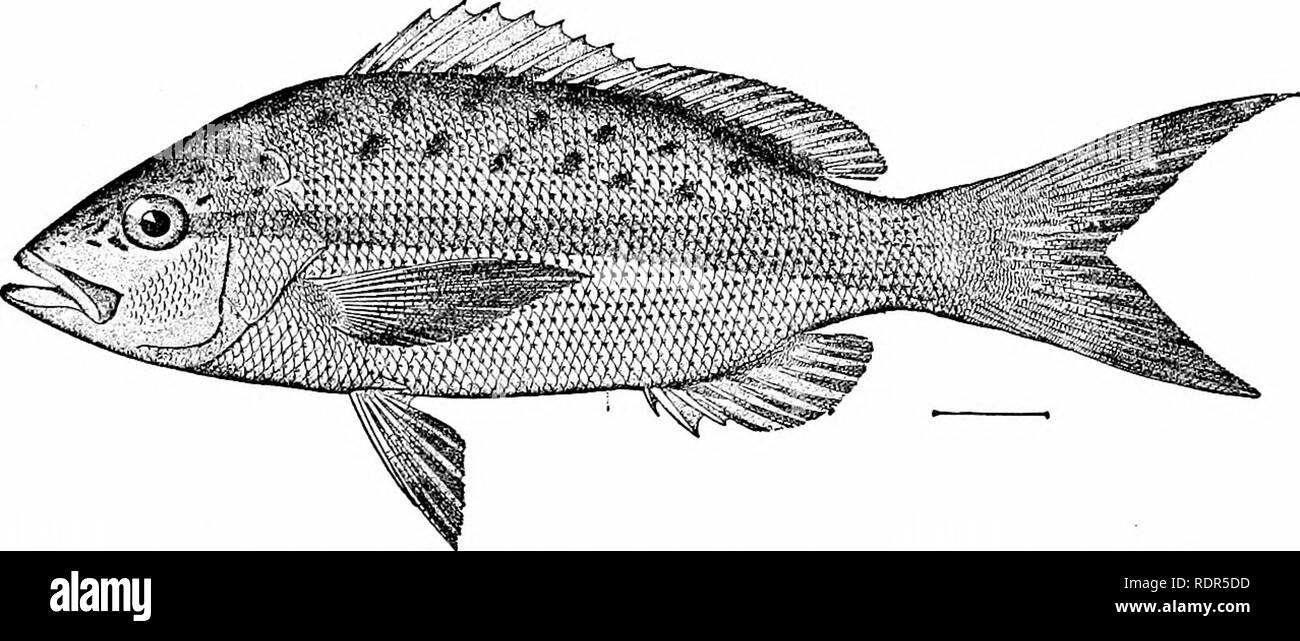 Yellow tail snapper Black and White Stock Photos & Images - Alamy