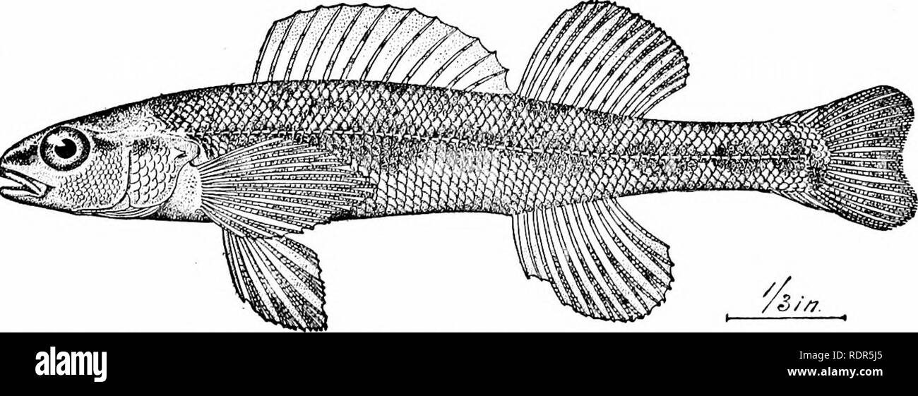 . Fishes. Fishes. Fig. 413.—Log-perch, Percina caprodes (Rafinesque ...