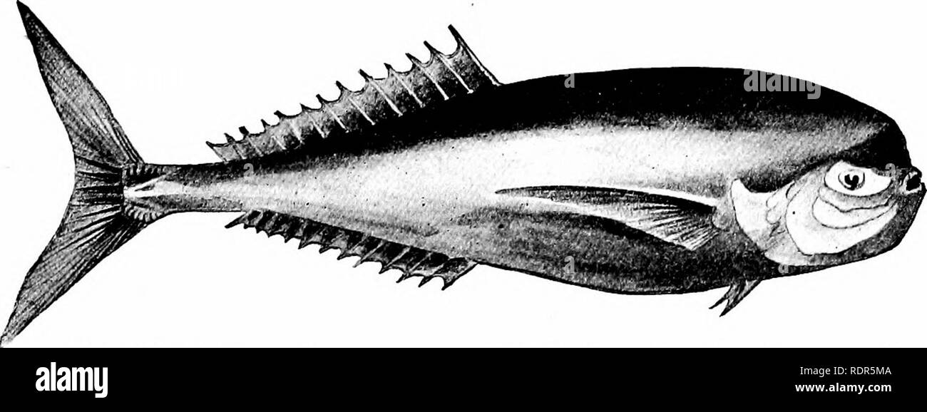 Louvar hi-res stock photography and images - Alamy