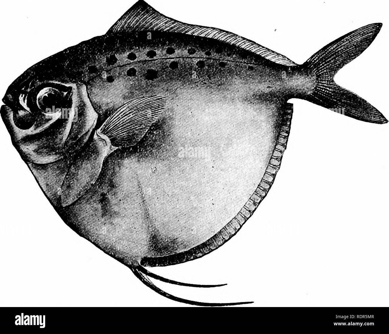 Kurtus hi-res stock photography and images - Alamy