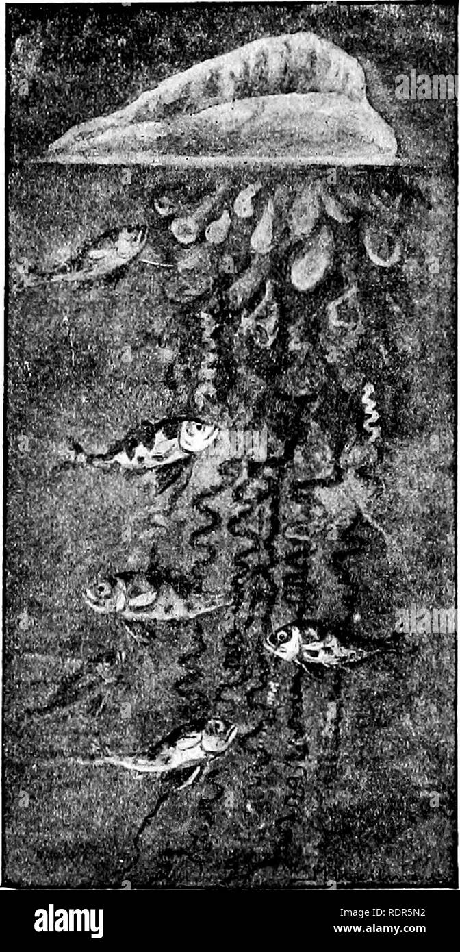 Man of war jelly fish Black and White Stock Photos & Images - Alamy