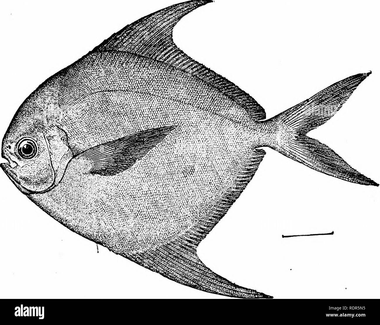 Centrolophus niger hi-res stock photography and images - Alamy