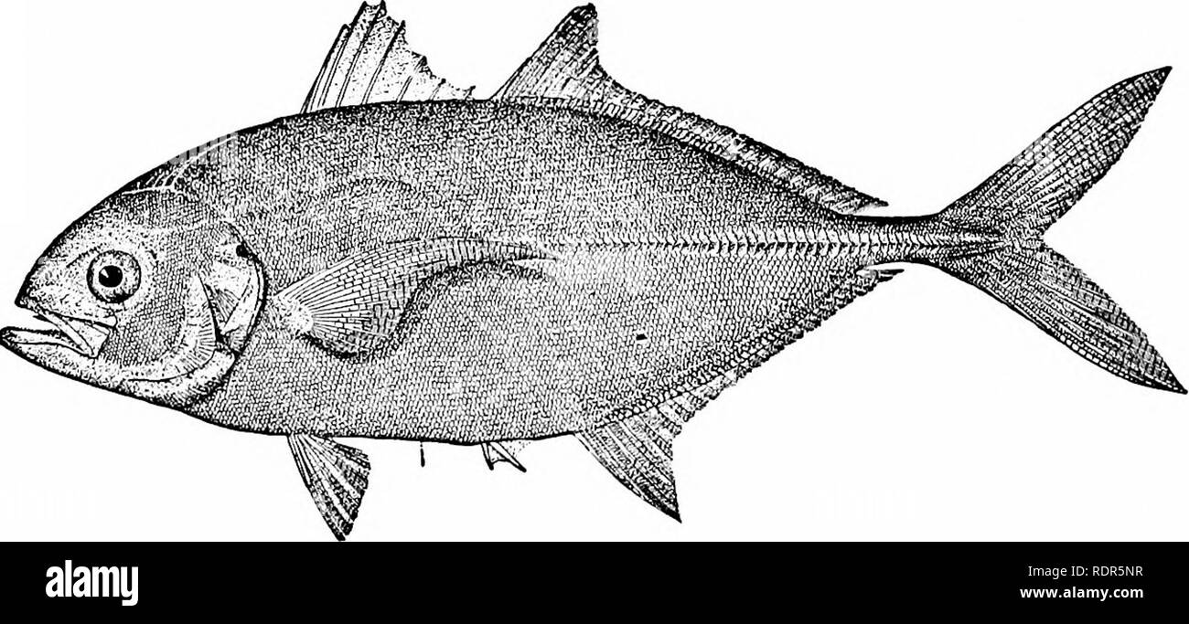 The fishes of samoa Black and White Stock Photos & Images - Alamy