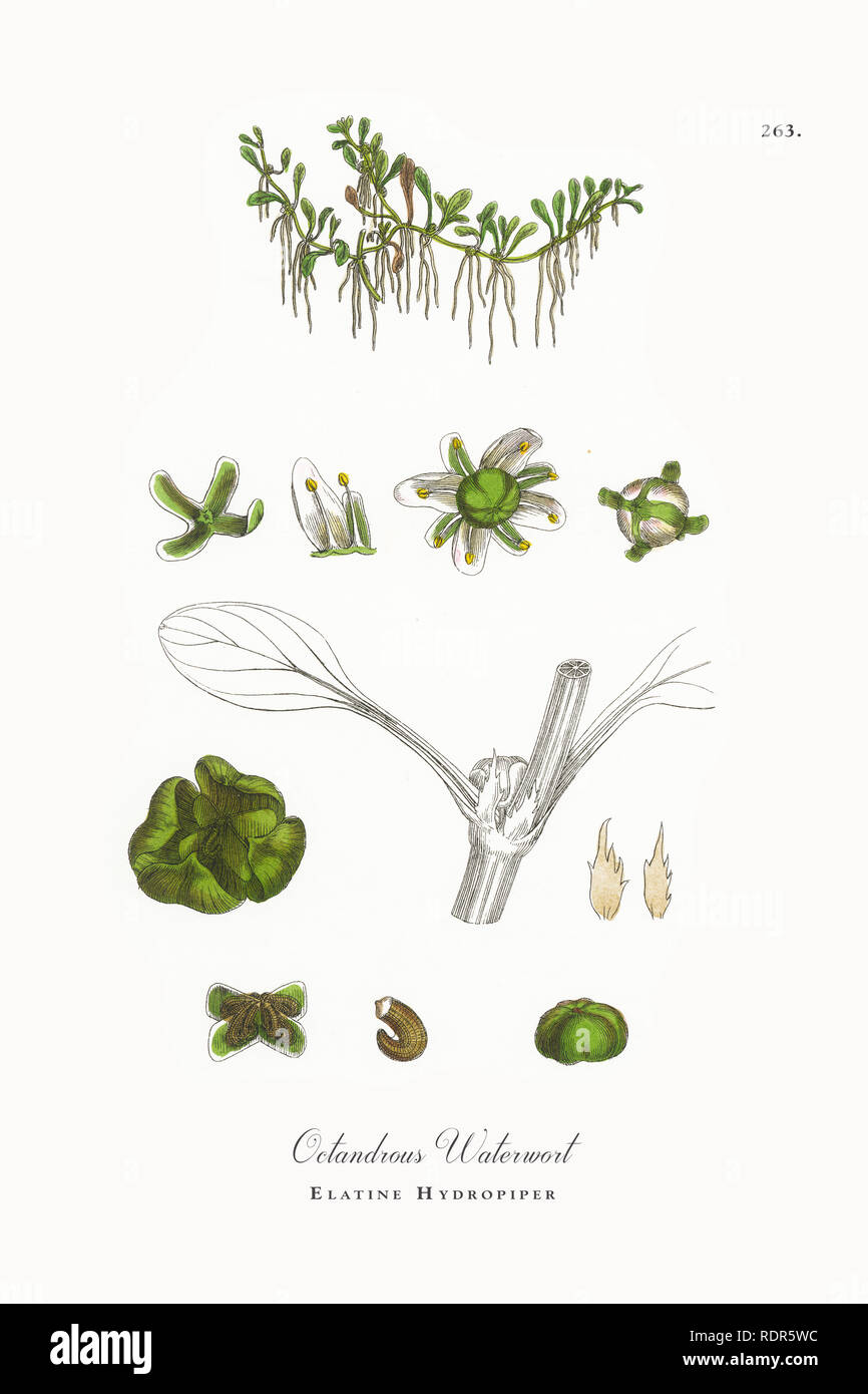 Antique Hand-Colored English Victorian Botanical Illustration, Circa ...