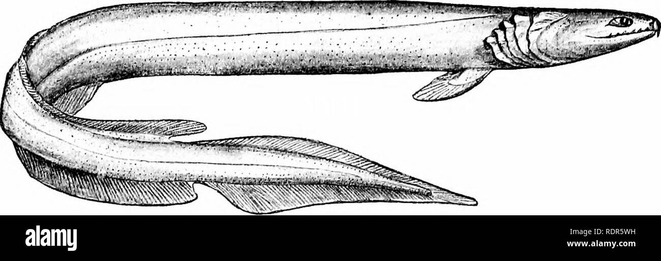 Frill shark hi-res stock photography and images - Alamy