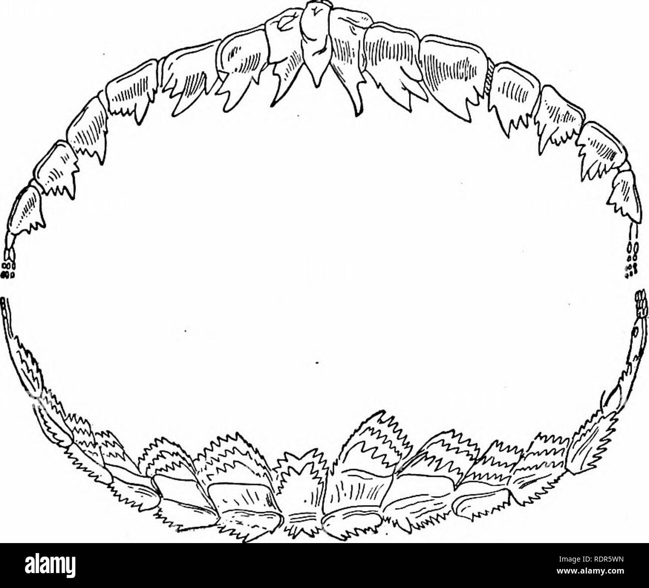 Six gill shark Black and White Stock Photos & Images - Alamy