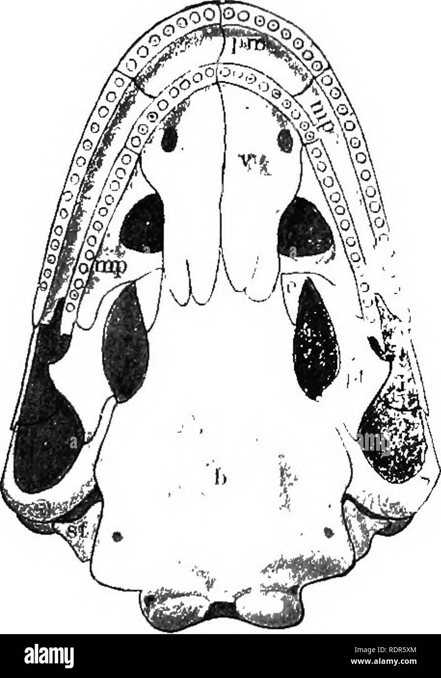 . Text book of vertebrate zoology. Vertebrates; Anatomy, Comparative ...