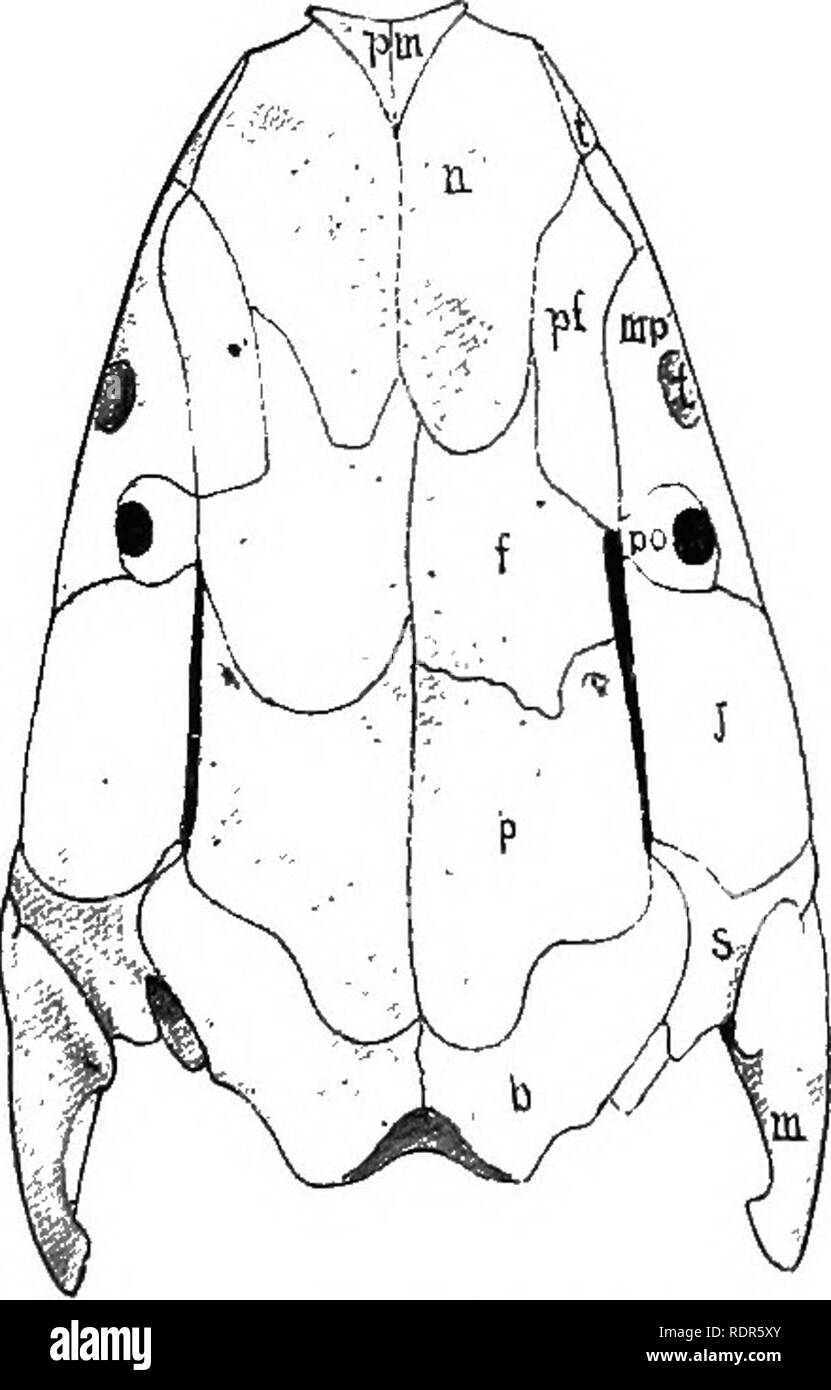 Malar arch hi-res stock photography and images - Alamy