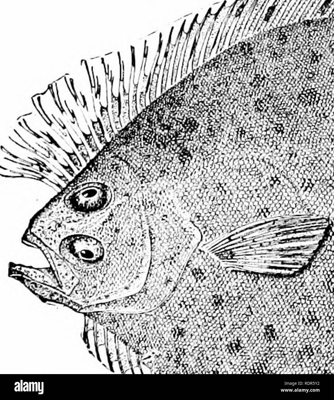 Dark spotted sole Black and White Stock Photos & Images - Alamy