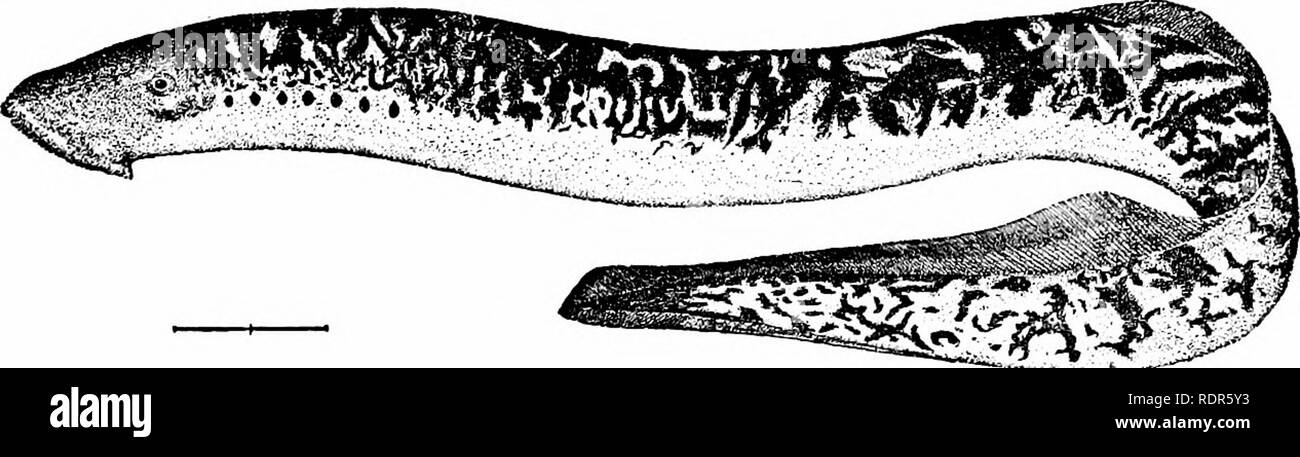 Northern lampreys hi-res stock photography and images - Alamy