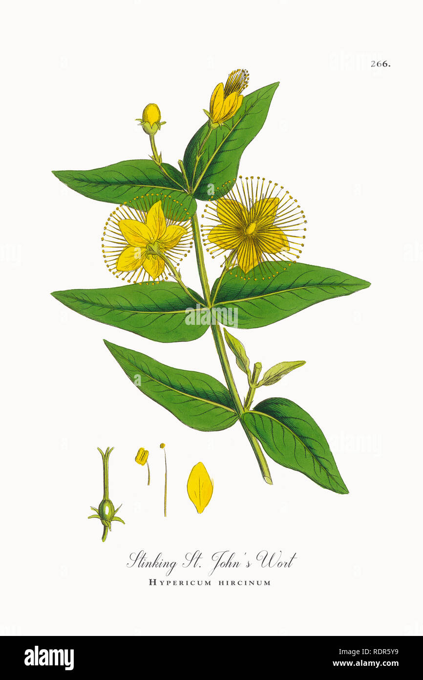 Antique Hand-Colored English Victorian Botanical Illustration, Circa ...