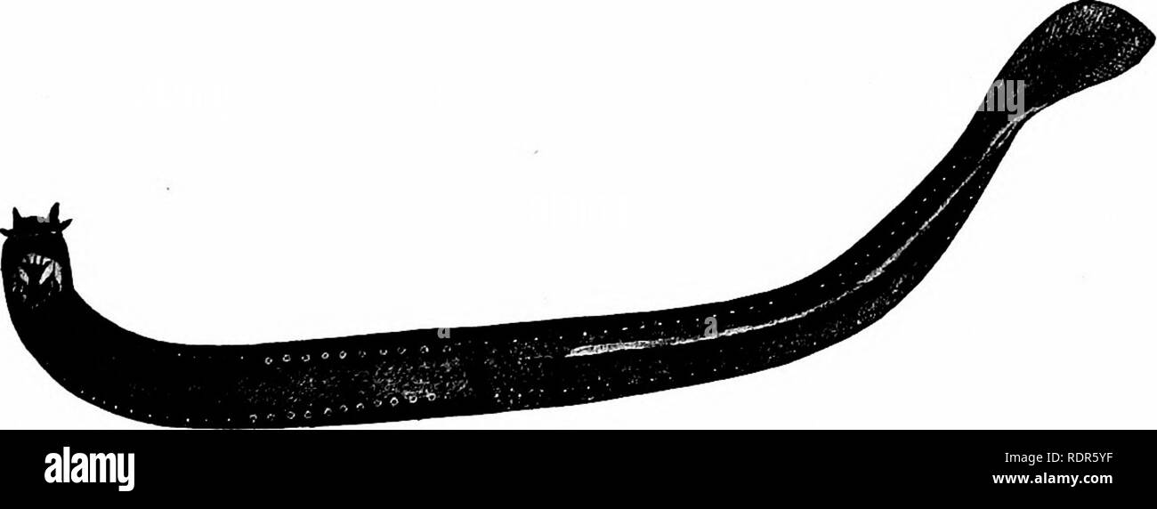 Hagfish hi-res stock photography and images - Alamy