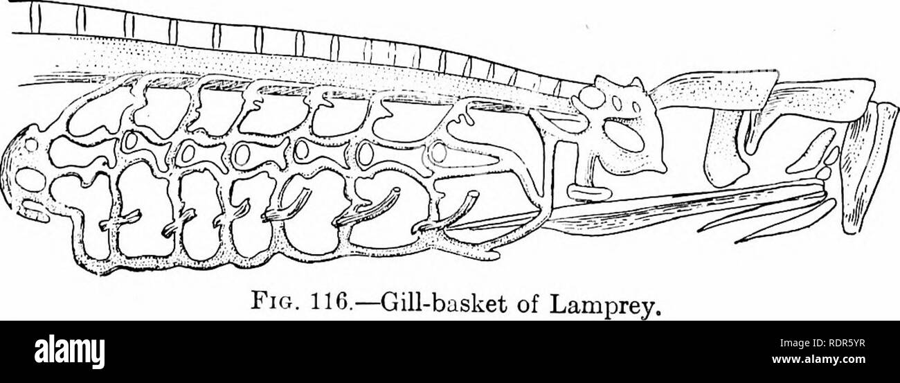 Lancelets hi-res stock photography and images - Alamy