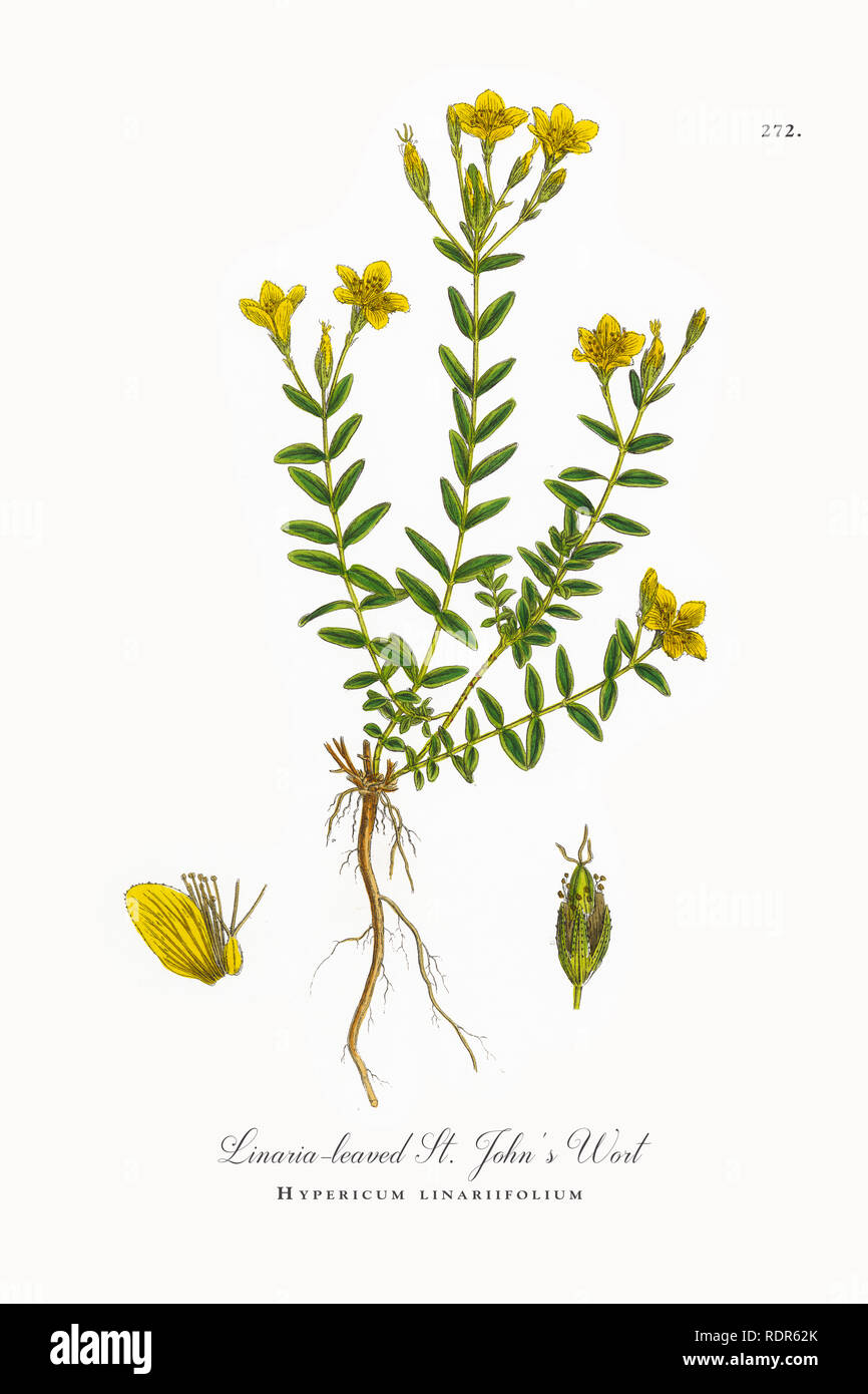 Antique Hand-Colored English Victorian Botanical Illustration, Circa ...