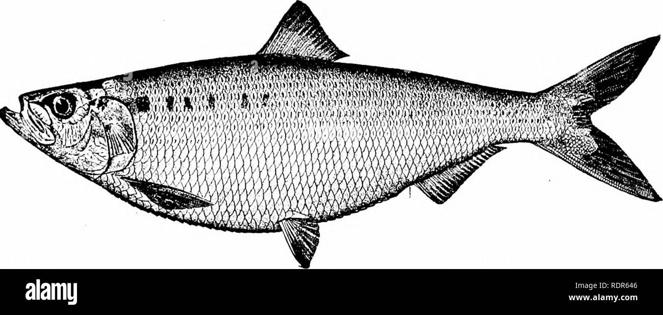 . American food and game fishes : a popular account of all the species ...