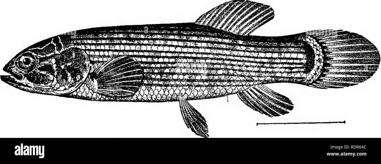 Protractile jaws hi-res stock photography and images - Alamy