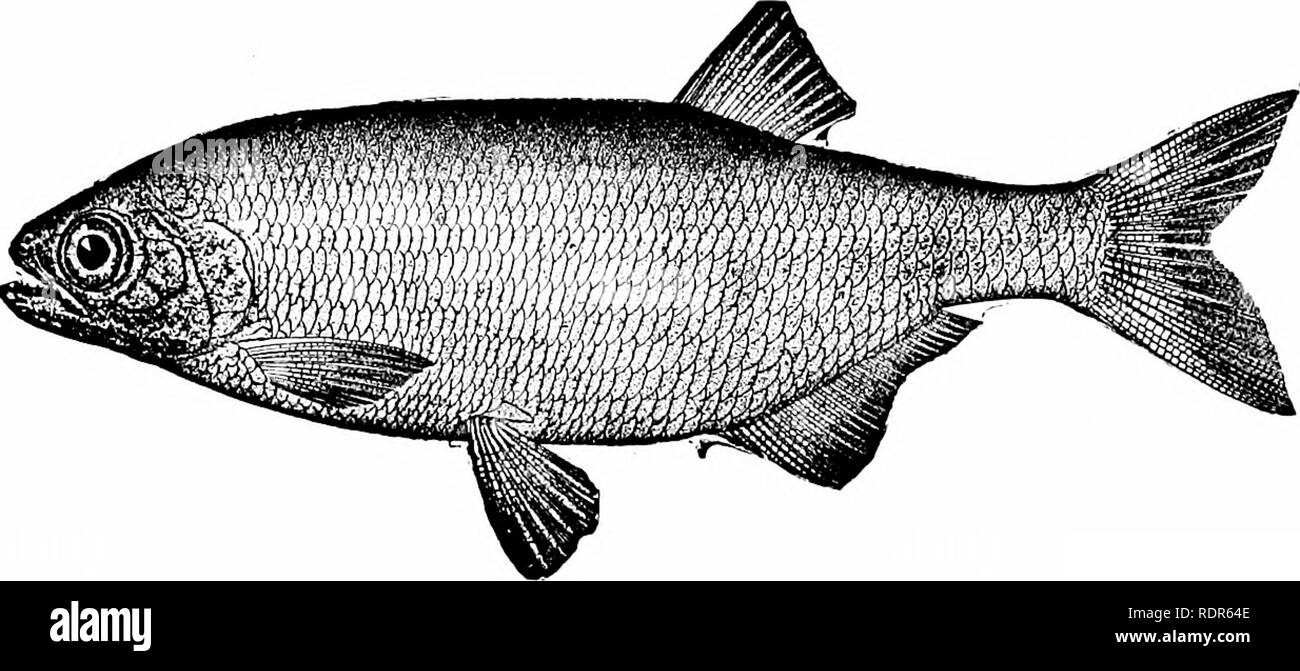 Mooneye fish hi-res stock photography and images - Alamy